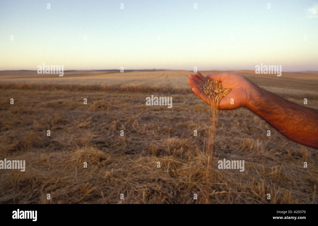 Farmer letting wheat grains drop from hand Stock Photo - Alamy