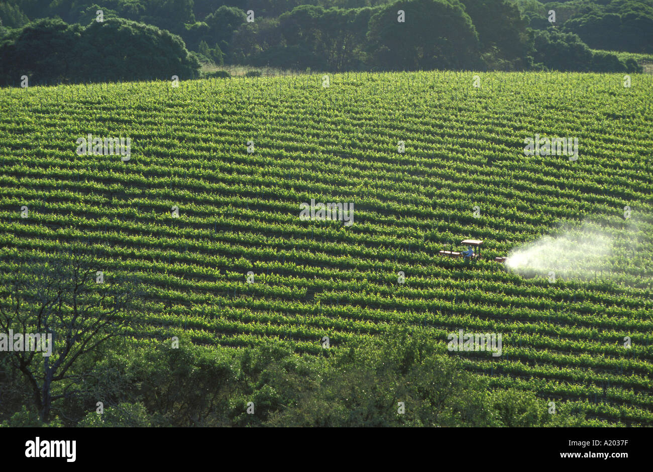 Pesticide spraying vineyard agriculture hi-res stock photography and images - Alamy