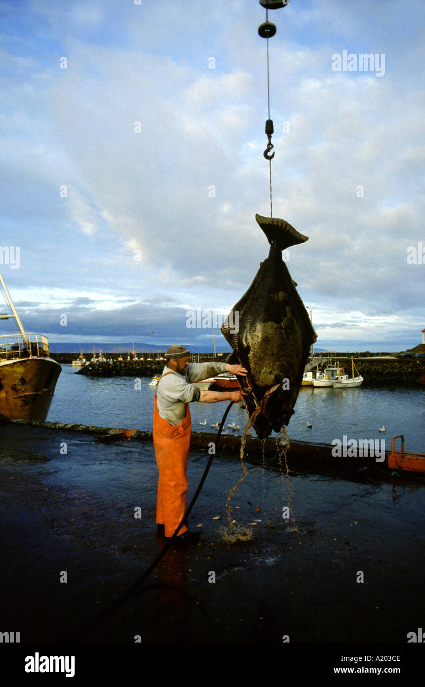 Man cleaning halibut hi-res stock photography and images - Alamy