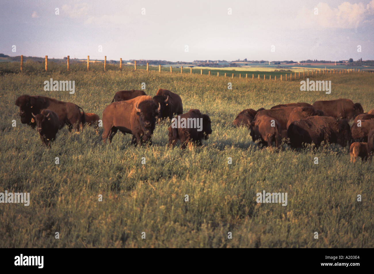 Domestic Bison High Resolution Stock Photography and Images - Alamy