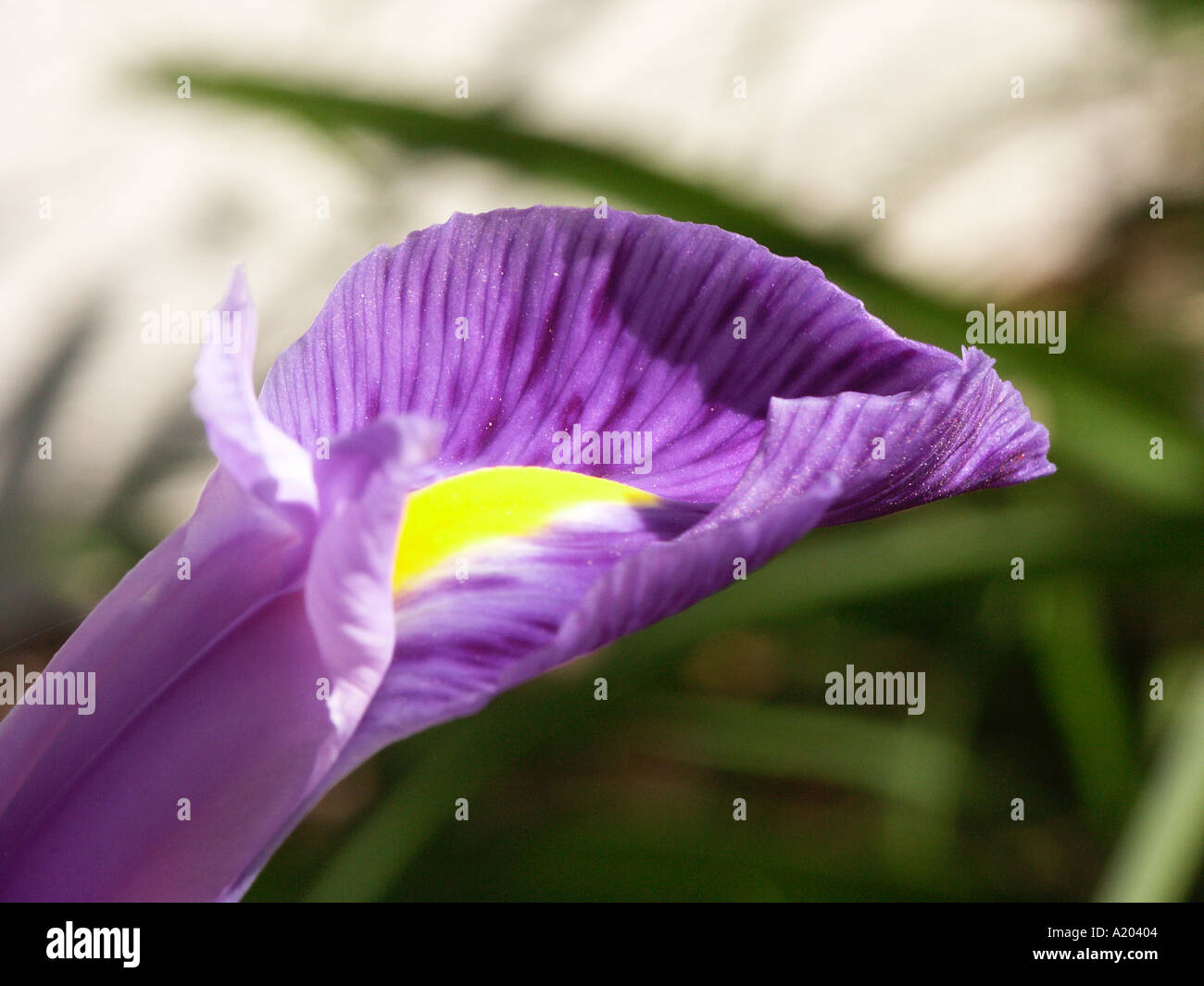 Purple Iris petal Stock Photo - Alamy