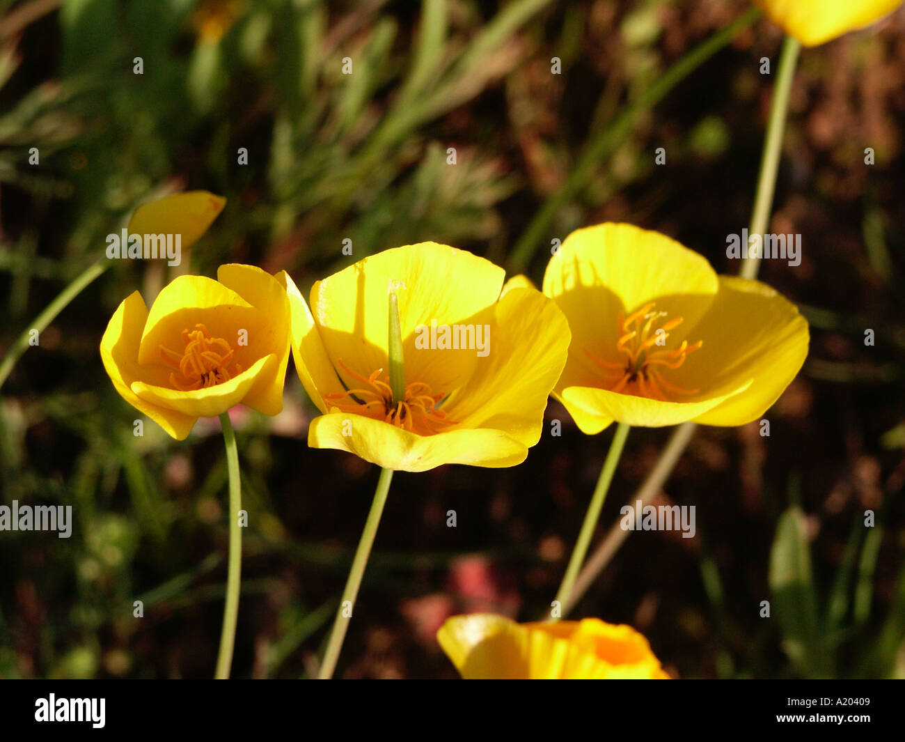 Yellow wildflower poppy Stock Photo - Alamy