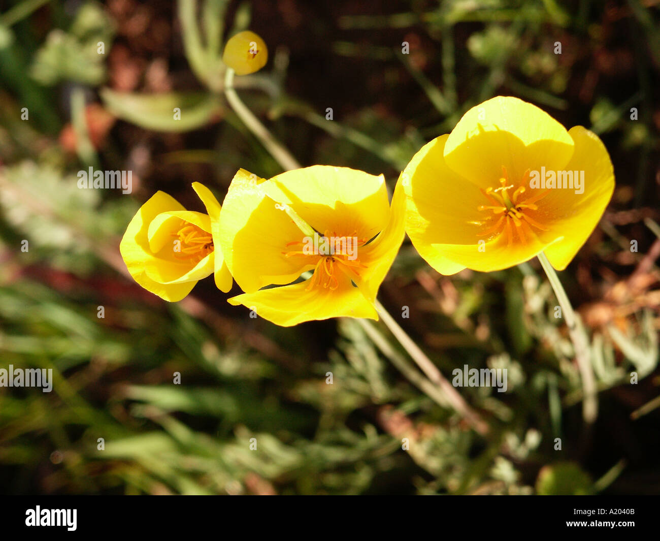 Yellow wildflower poppy Stock Photo - Alamy