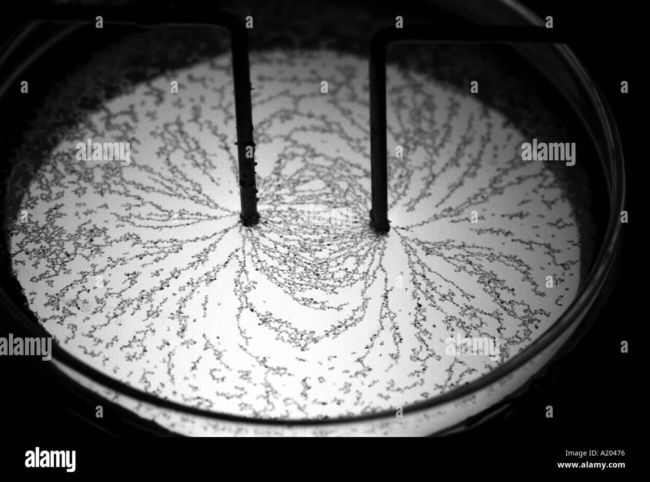 electric field between two point charges view 1 shown by semolina ...