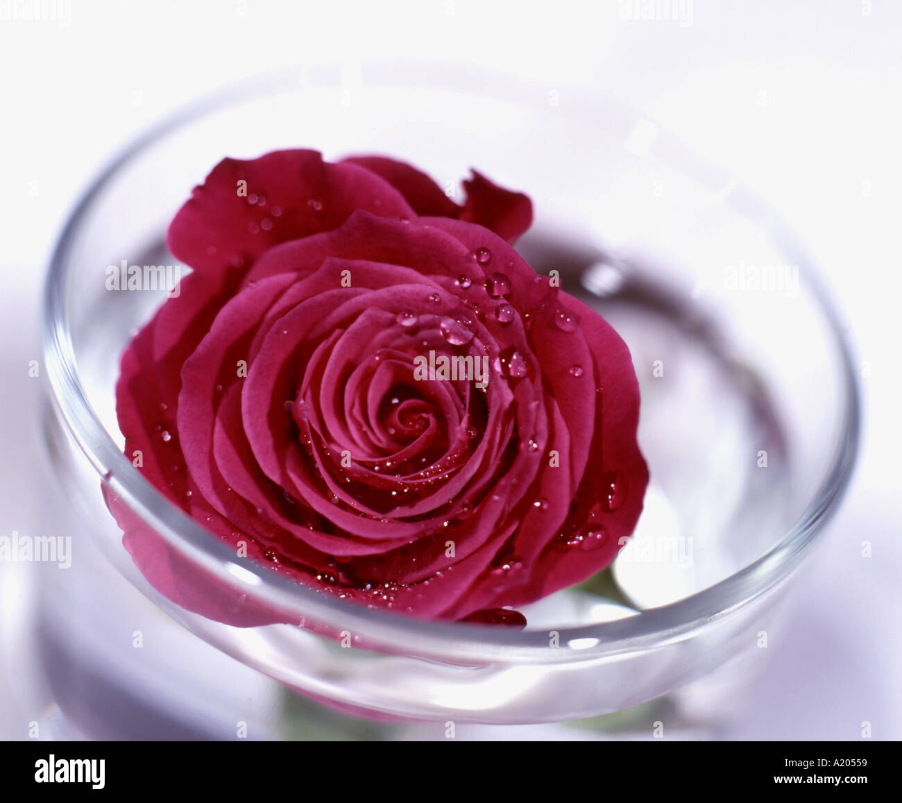 Red rose in detail glass hi-res stock photography and images - Alamy