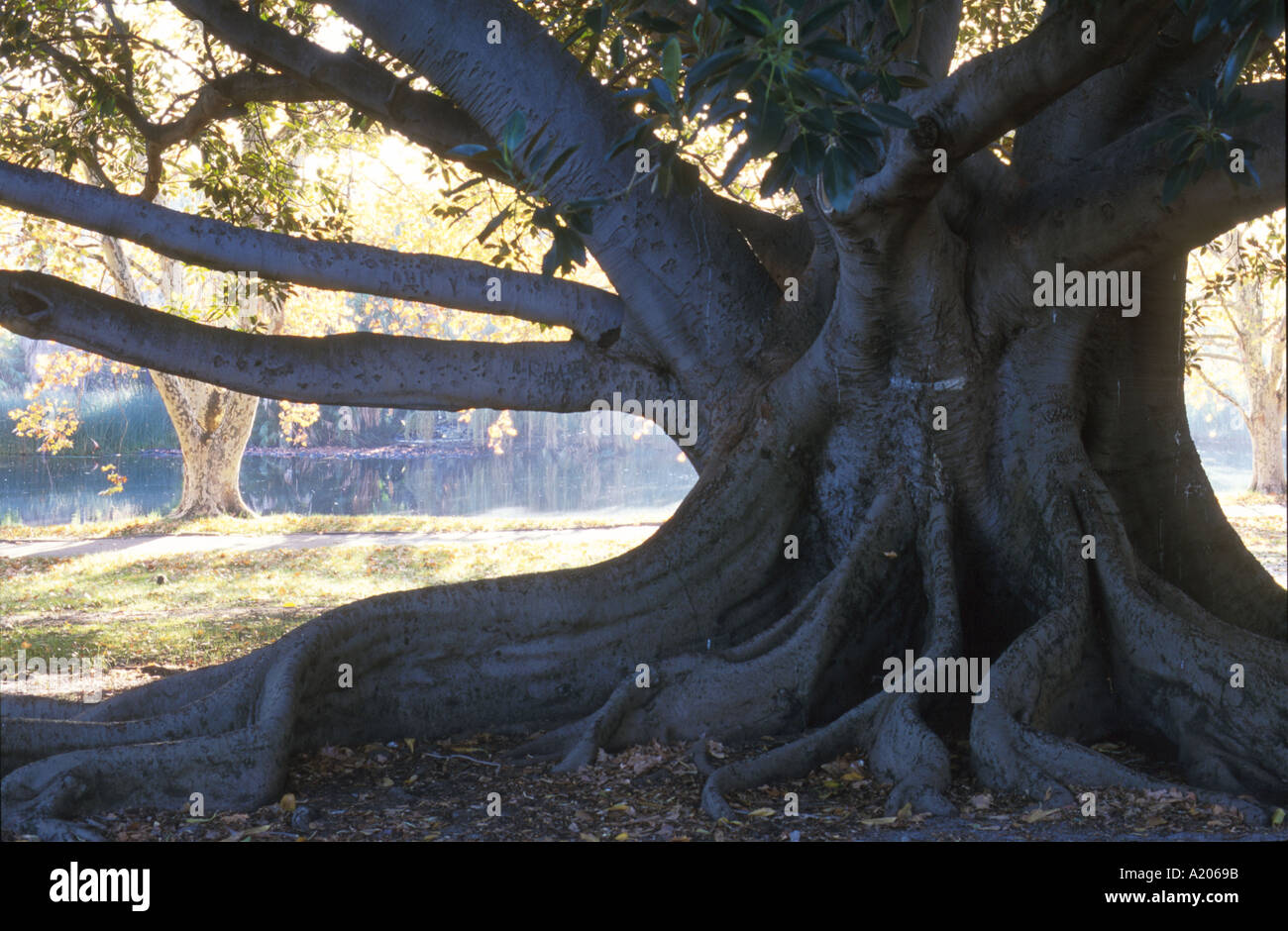 Old man fig tree hi-res stock photography and images - Alamy