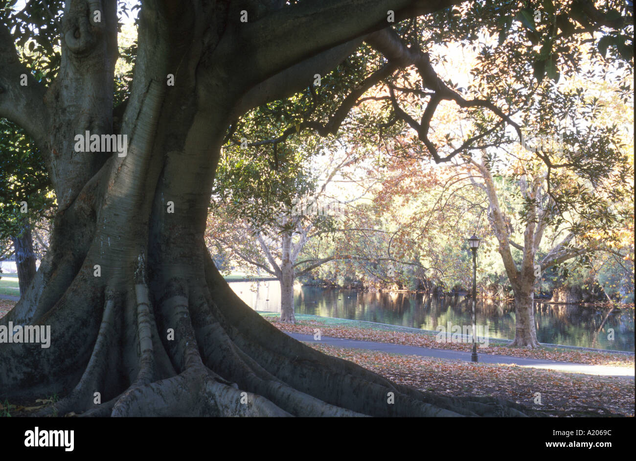 Old man fig tree hi-res stock photography and images - Alamy