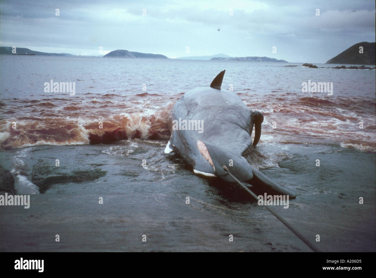 Whale station Albany 2 Stock Photo - Alamy