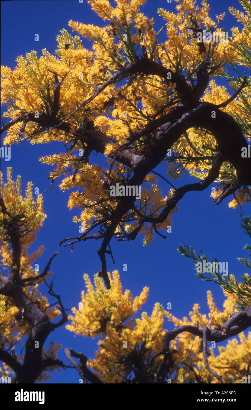 Australian native christmas tree flower hi-res stock photography and ...
