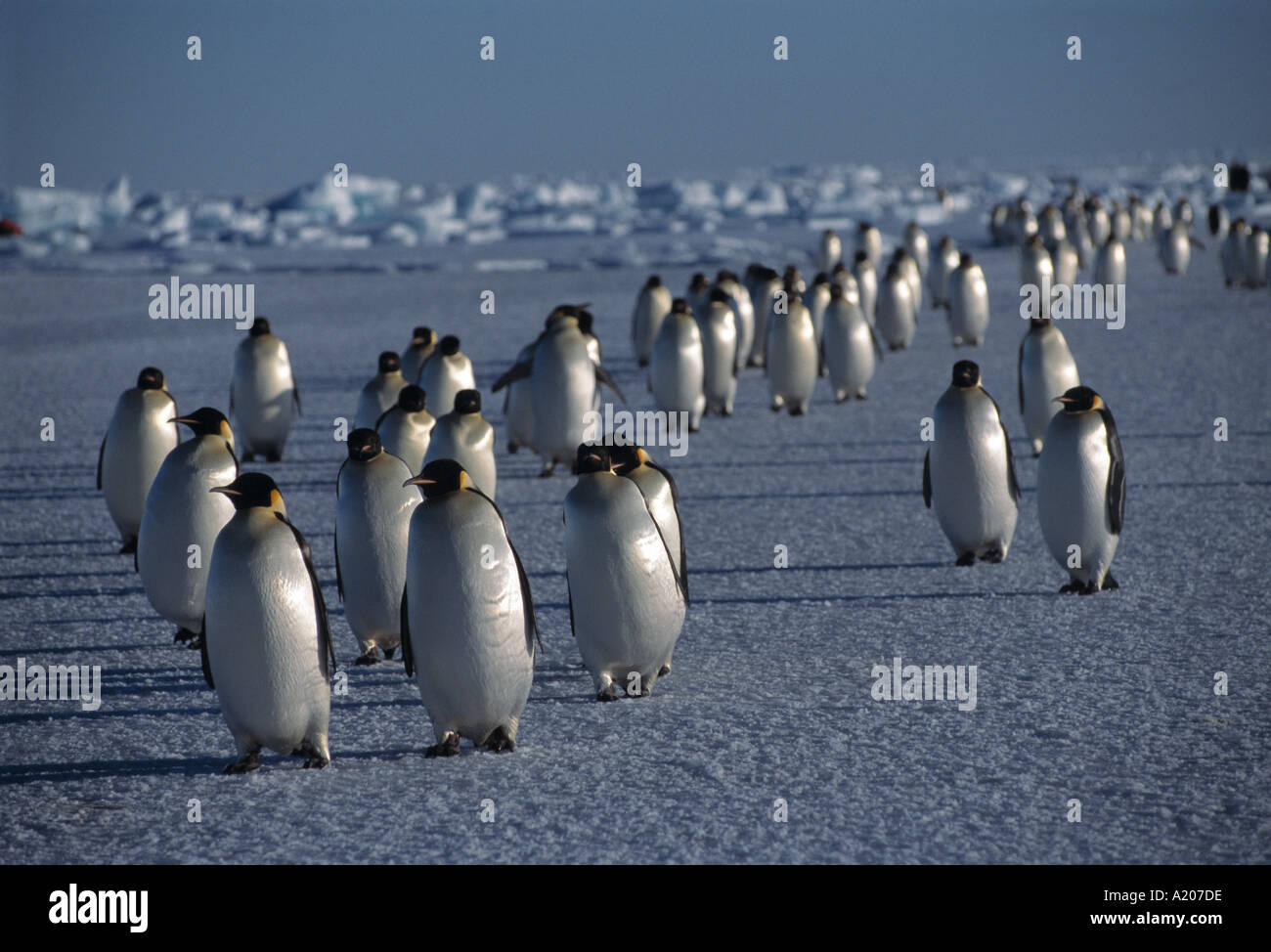 Emporer penguins hi-res stock photography and images - Alamy