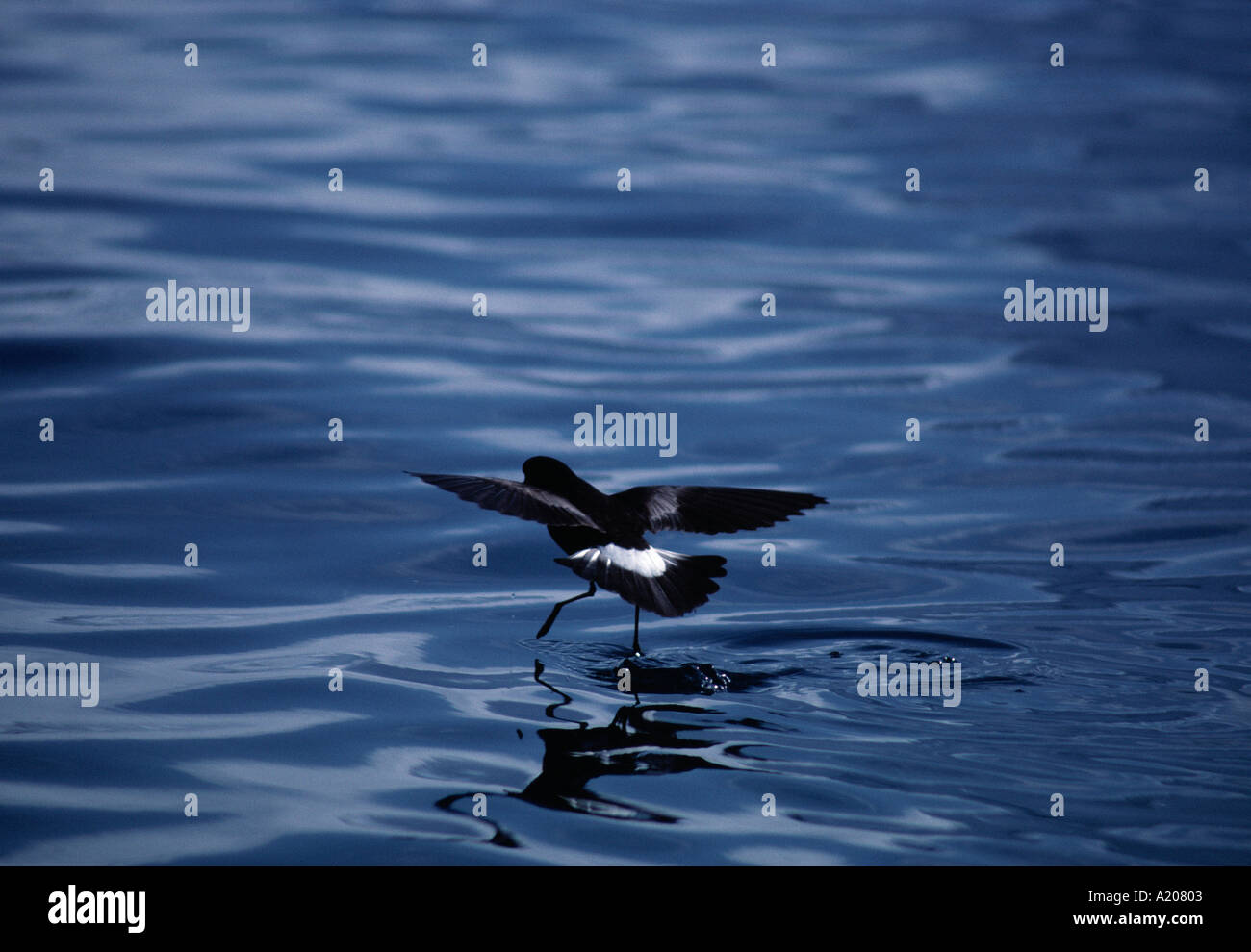 Wilson s Petrel Stock Photo - Alamy