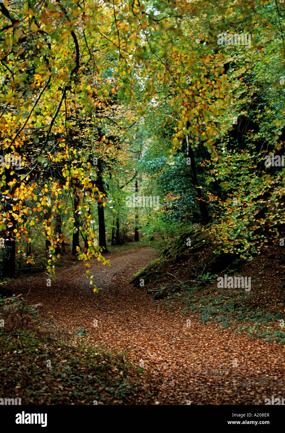 killarney national park, county kerry, ireland, tree lined track in the ...