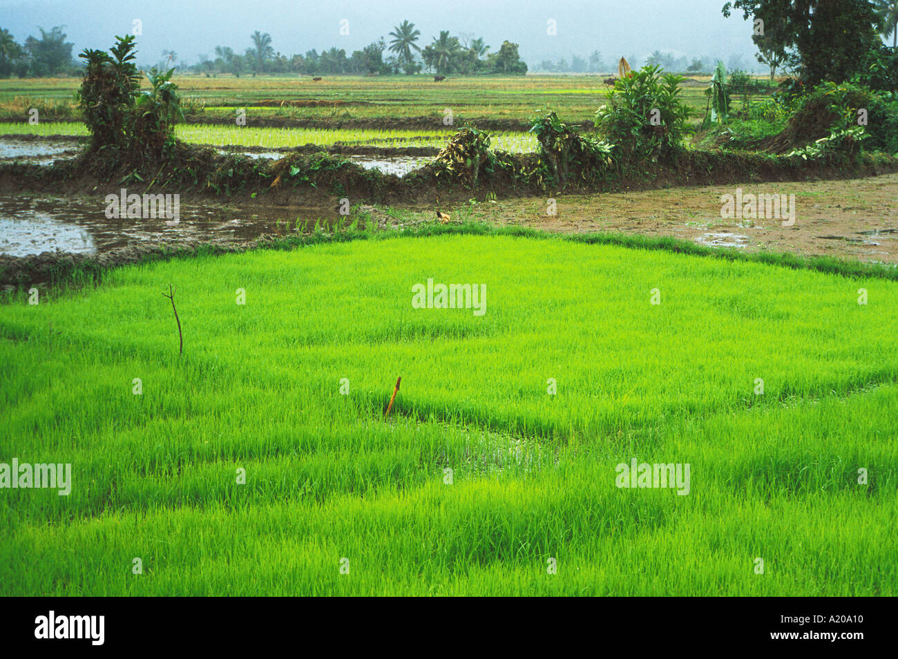 Rice Field on East Coast of Madagascar Stock Photo - Alamy