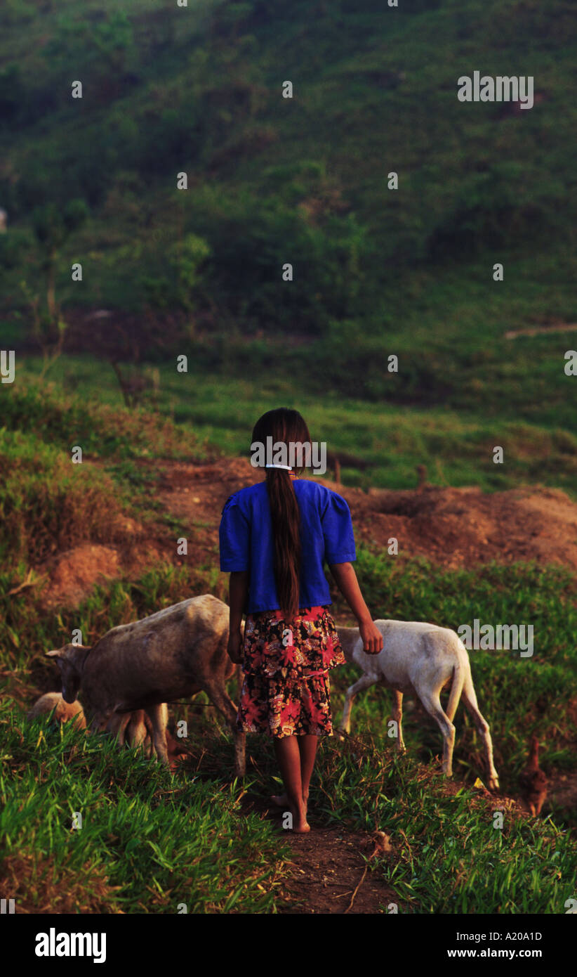 Herding sheep jungle guatemala hi-res stock photography and images - Alamy
