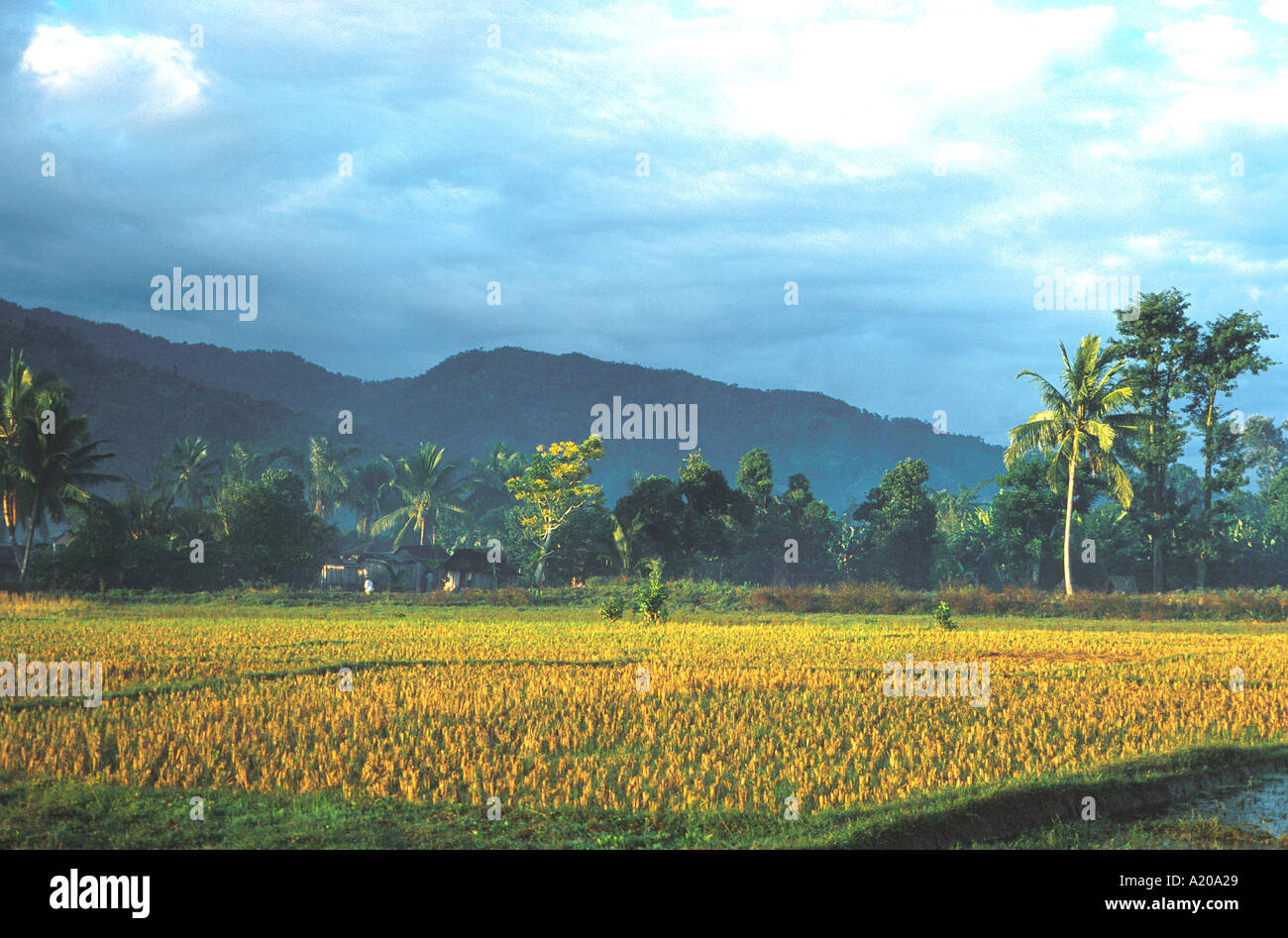 Rice field on east coast of Madagascar Stock Photo - Alamy