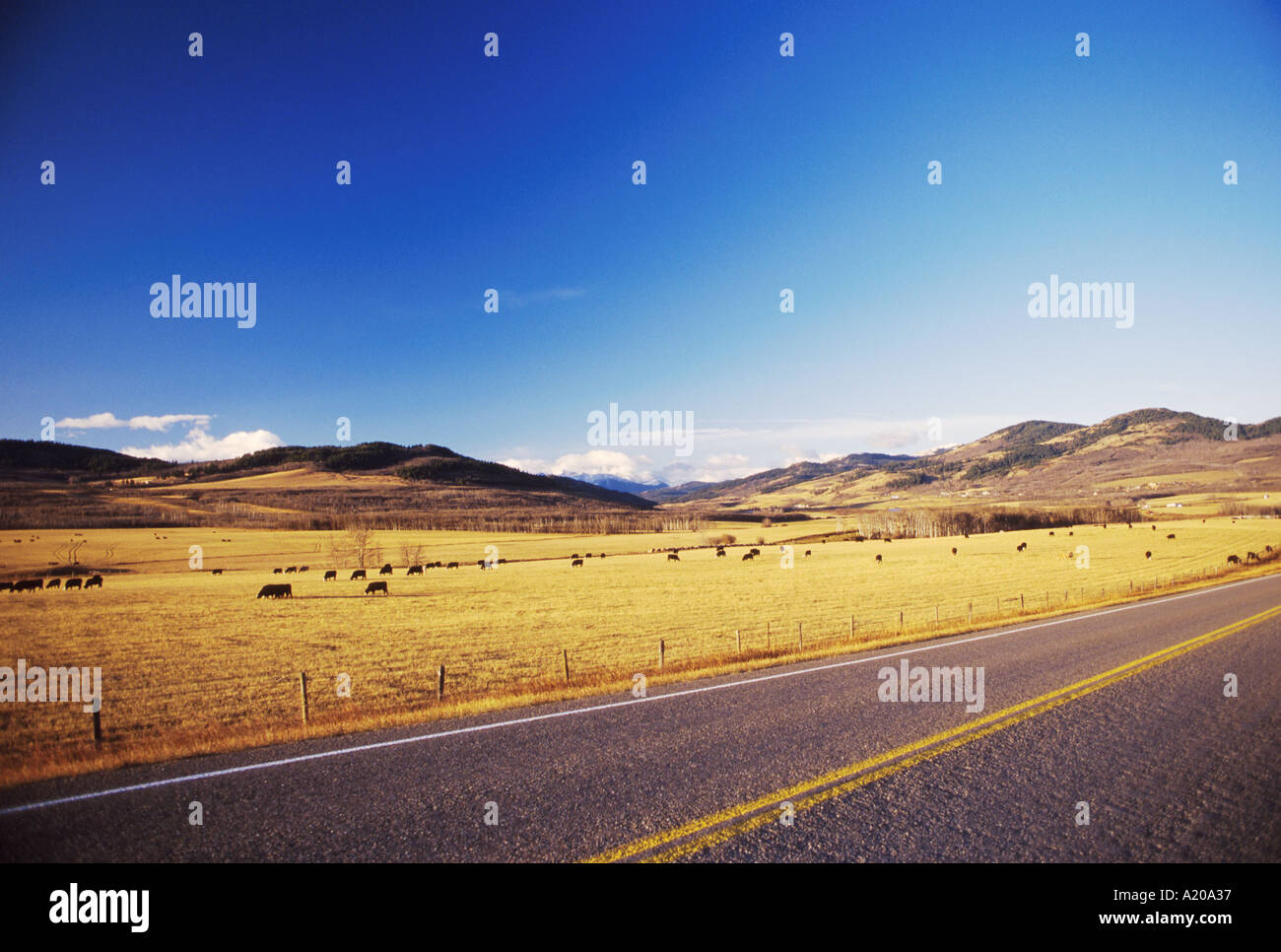 Cattle ranch in southern Alberta Canada the hills are the foothills of ...
