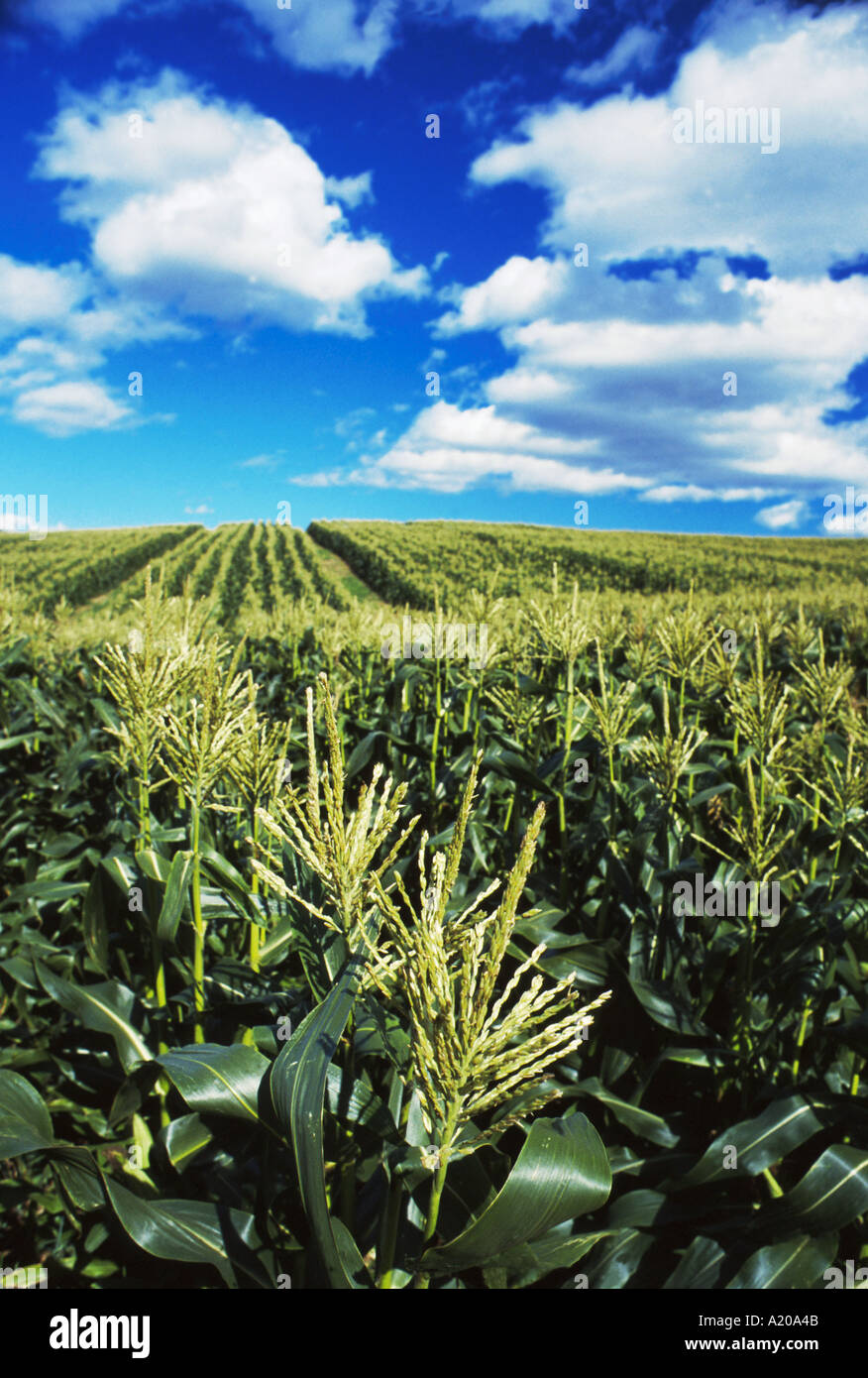 Field of corn maize New Brunswick Canada Stock Photo - Alamy