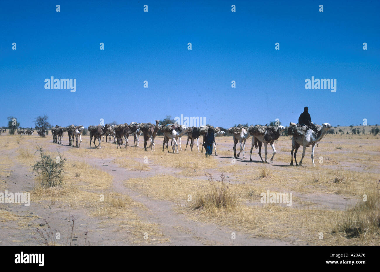 Taureg caravan of camels carrying salt between Bilma and Fachi to ...