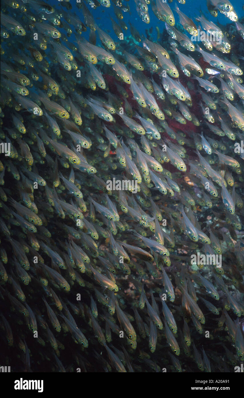 Shoal of sweepers Papapriacanthus guenthiri Red Sea Indian Ocean Râs ...