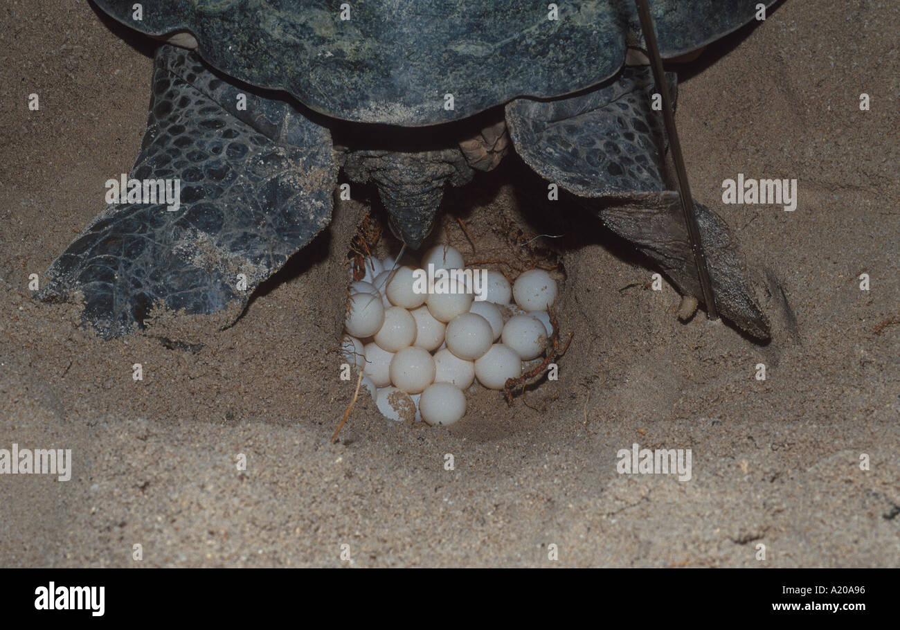 Green Turtle laying eggs Sabah Malaysia Celebes Sea Chelonia mydas ...