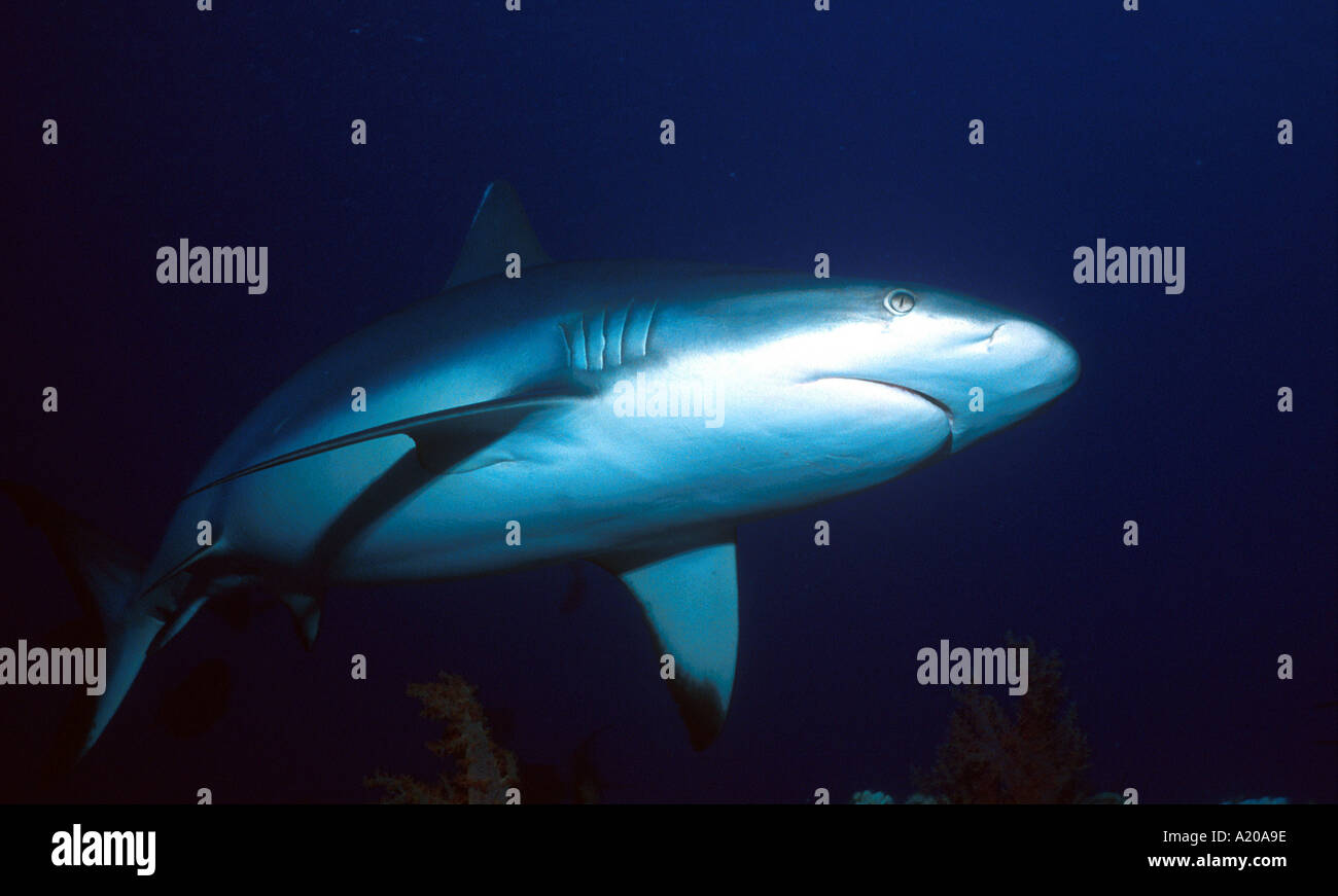 Blacktail reef shark carcharhinus wheeleri hi-res stock photography and ...
