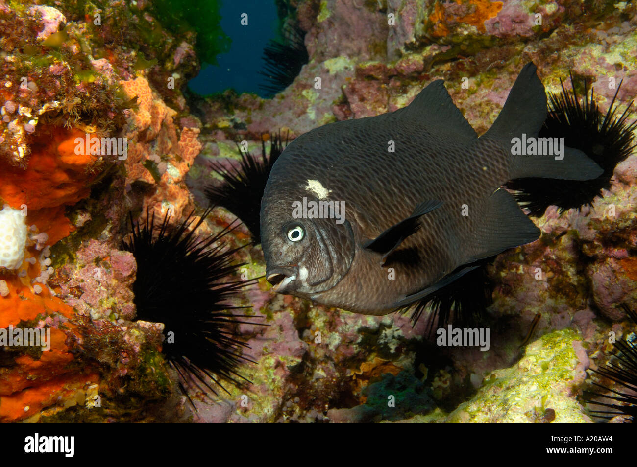 Adult black angelfish Parma alboscapularis Poor Knights Island New ...