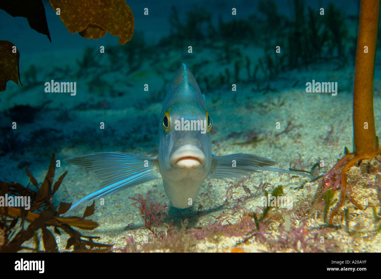 Porae Nemadactylus douglasii resting on sand under a kelp plant Poor ...