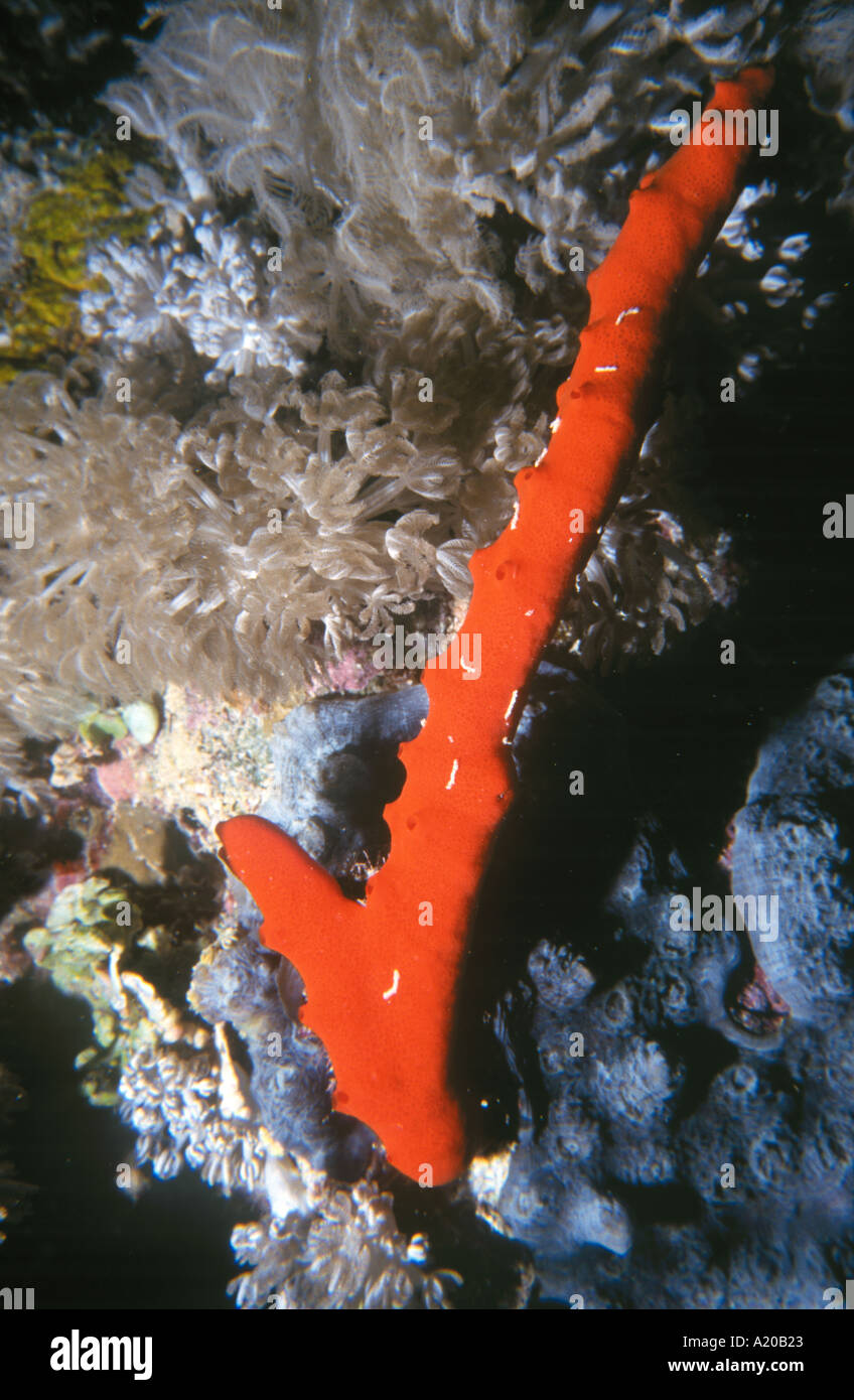 Red Coral shaped like a check mark Red Sea Stock Photo - Alamy