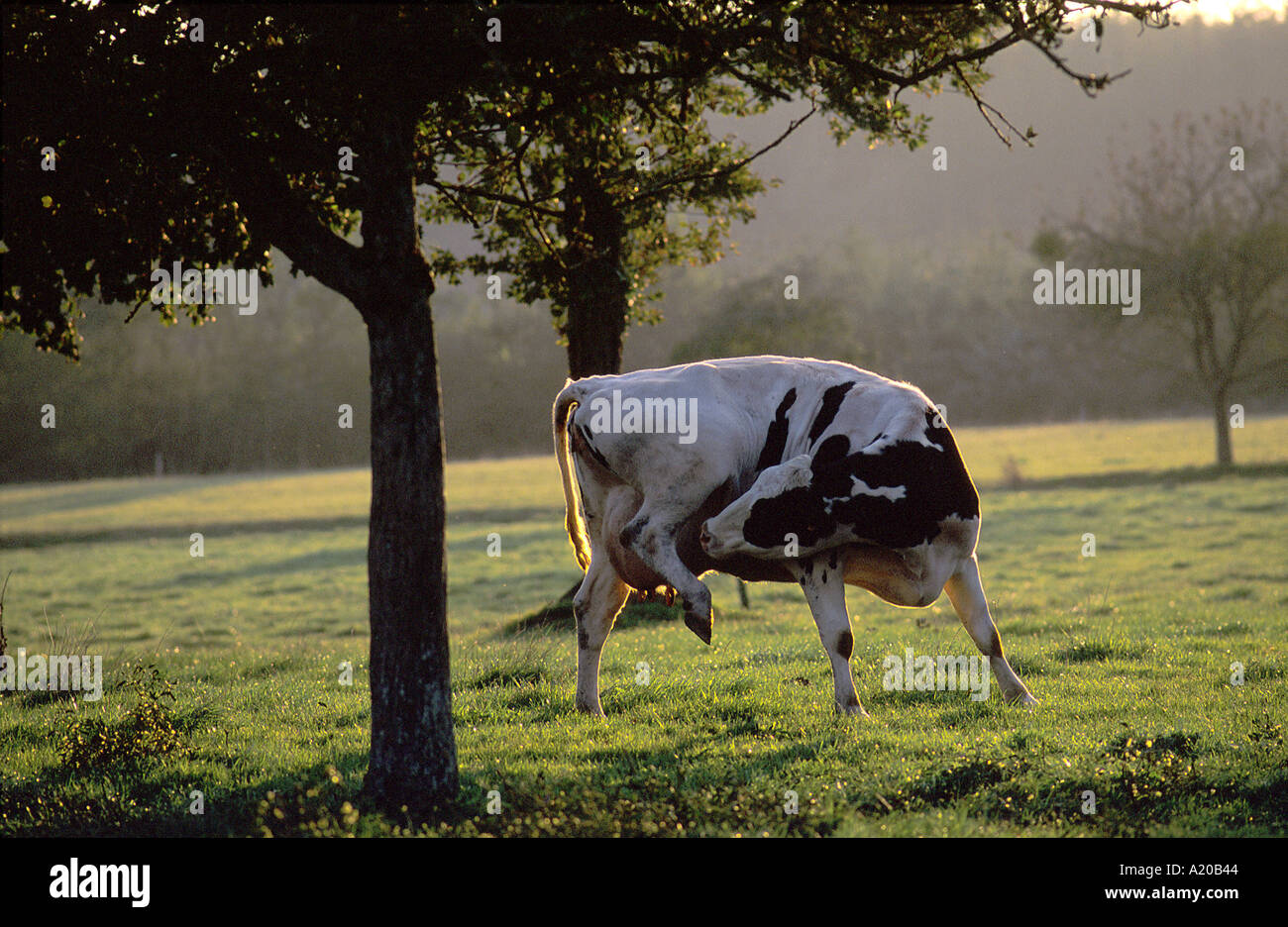 the fool cow Stock Photo - Alamy