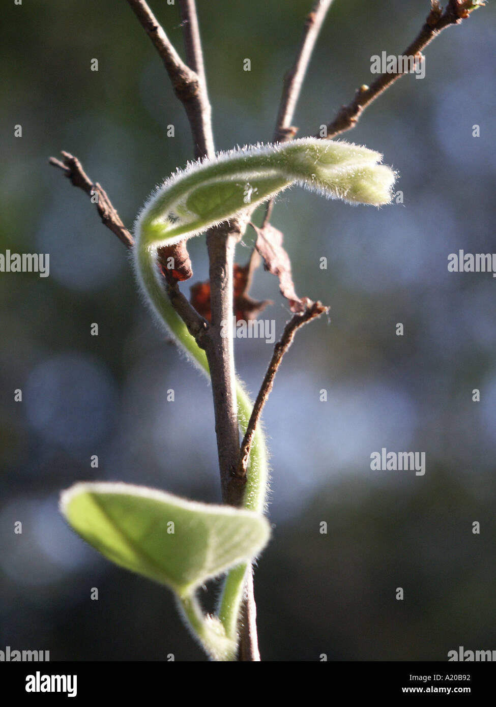 Tree strangulation hi-res stock photography and images - Alamy