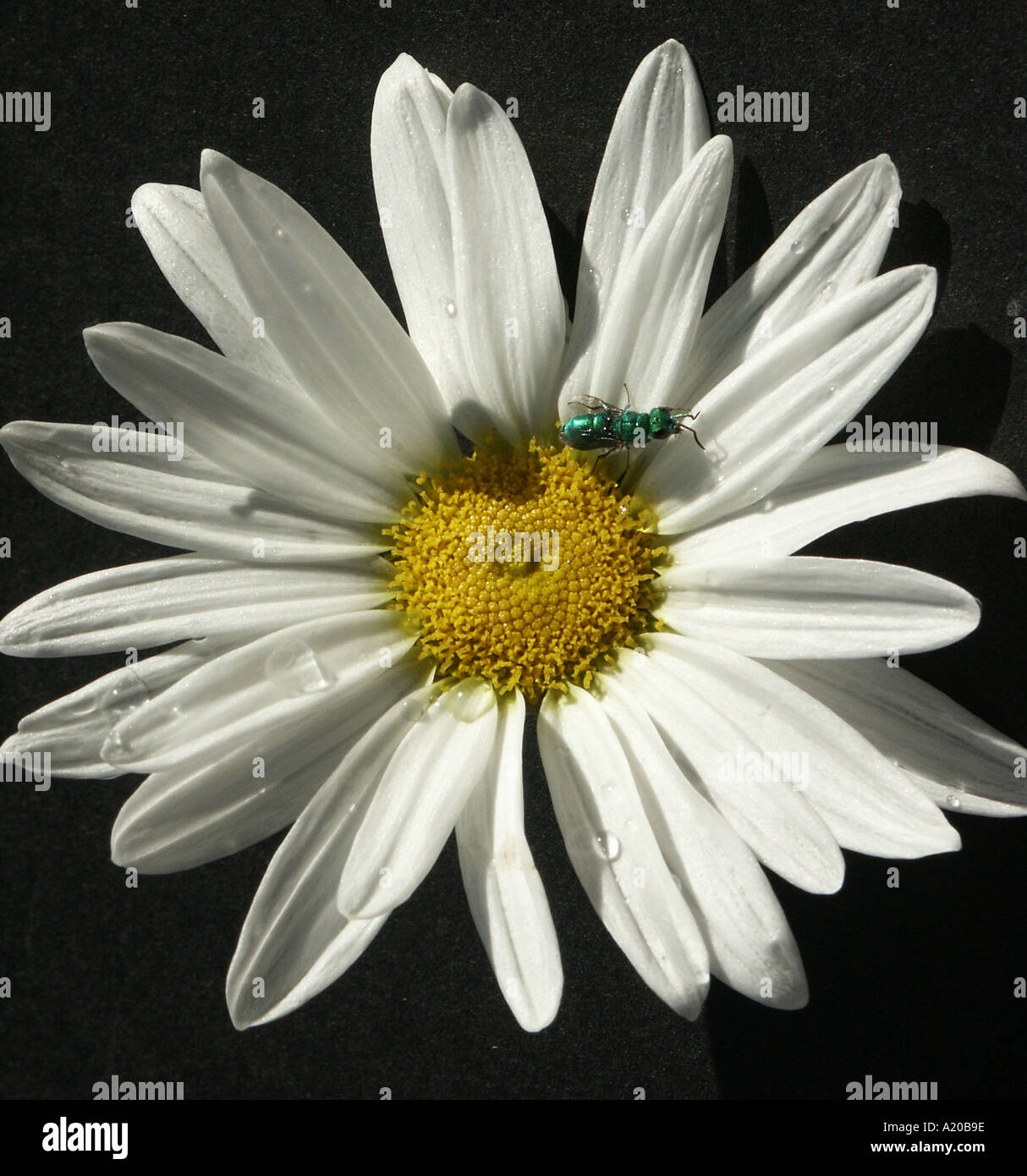 White daisy with virescent green metallic bee Stock Photo - Alamy