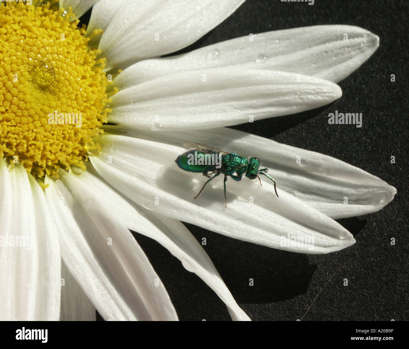 White daisy with virescent green metallic bee Stock Photo - Alamy