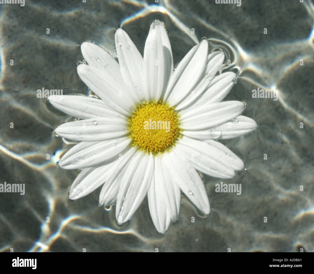 Floating white daisy Stock Photo - Alamy
