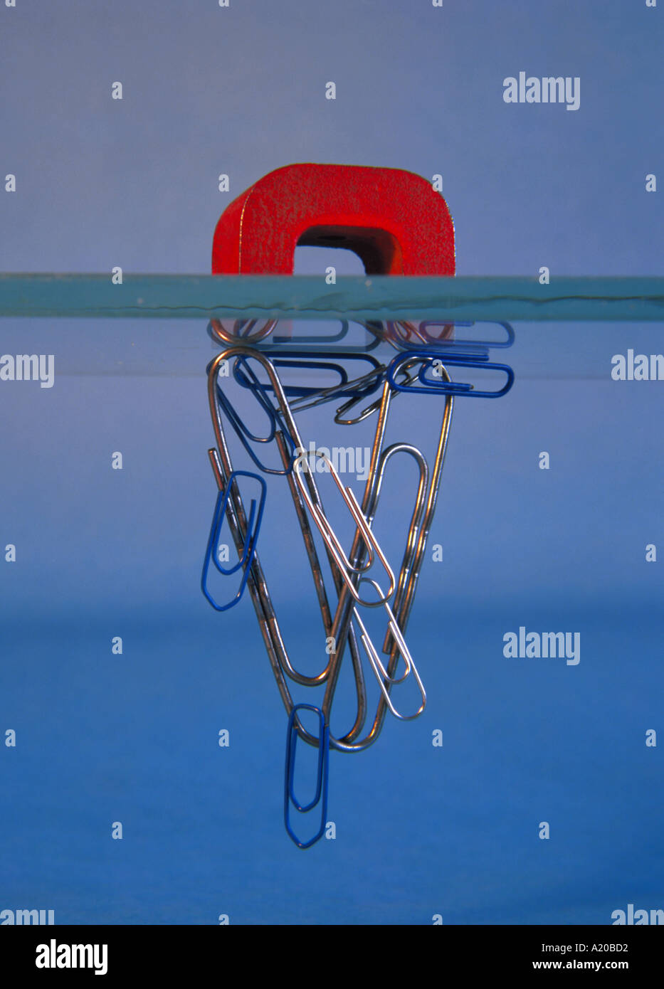 Horseshoe shaped magnet attracting steel paper clips through glass ...