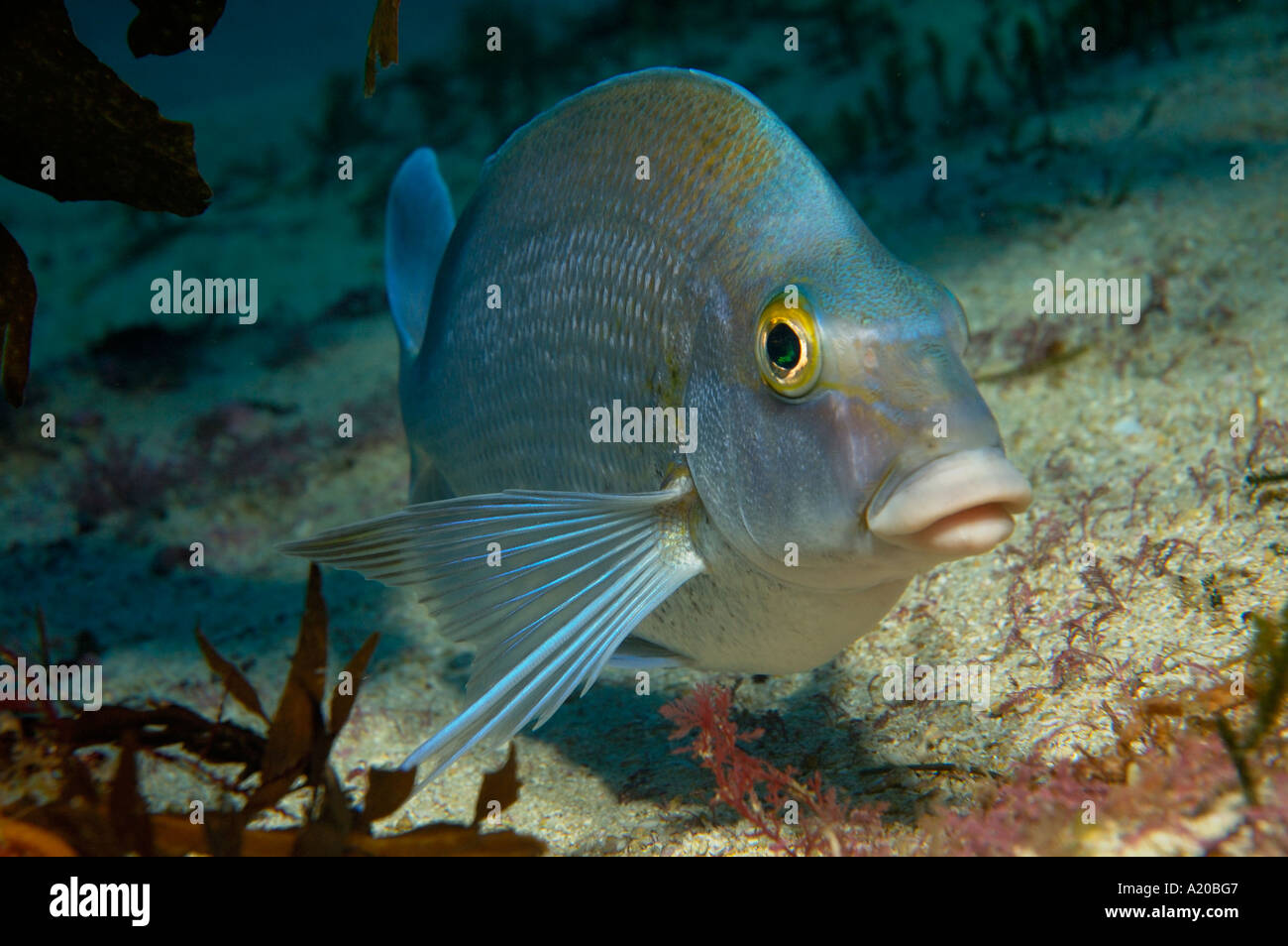 Porae hi-res stock photography and images - Alamy