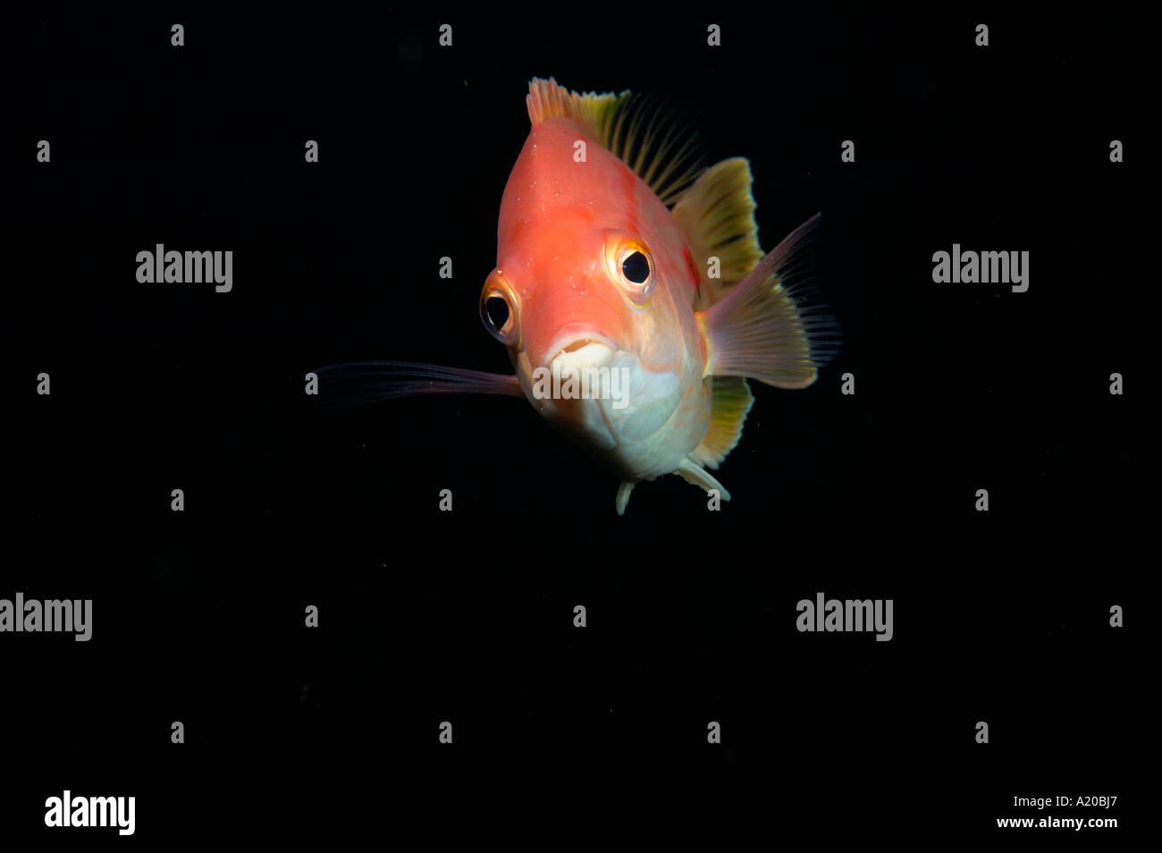 Red pigfish Bodianus unimaculatus Poor Knights Islands New Zealand ...