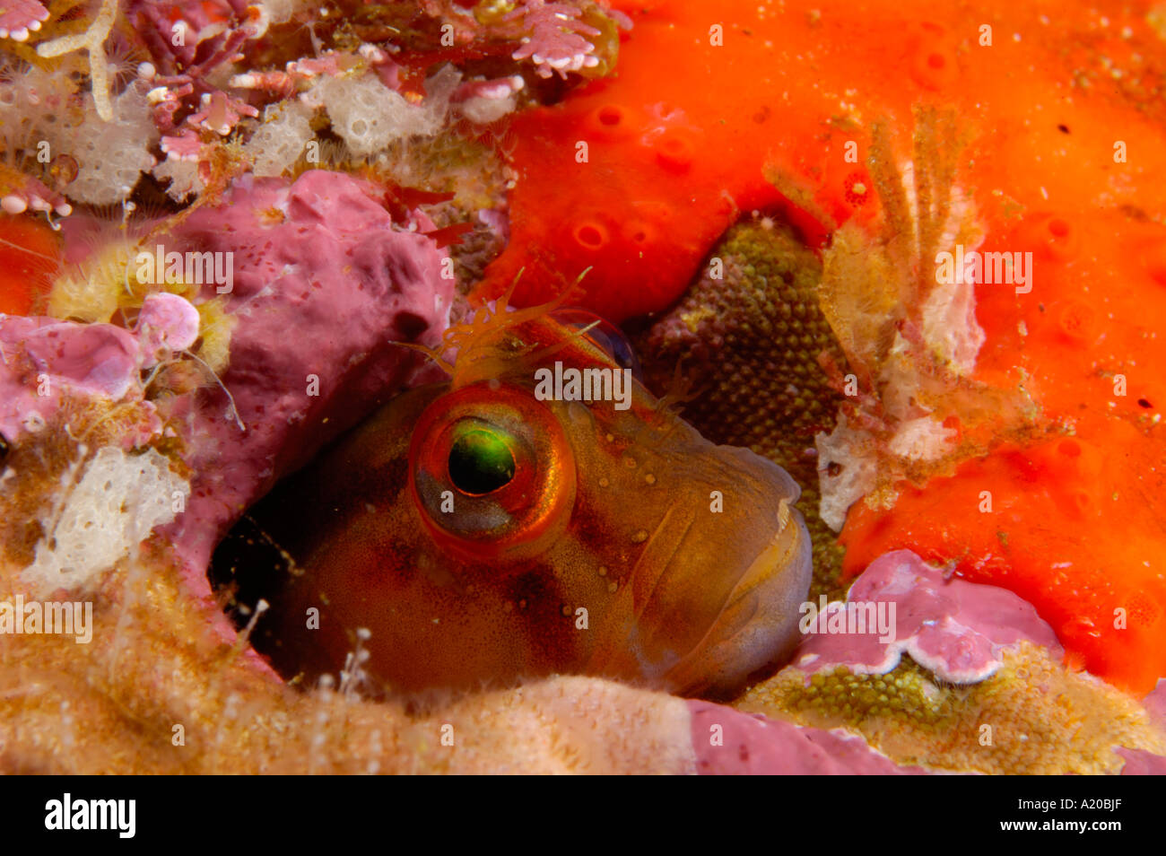 Crested blenny hi-res stock photography and images - Alamy