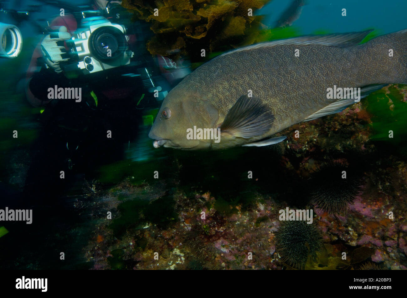 Male Green wrasse Notolabrus inscriptus and underwater photographer ...