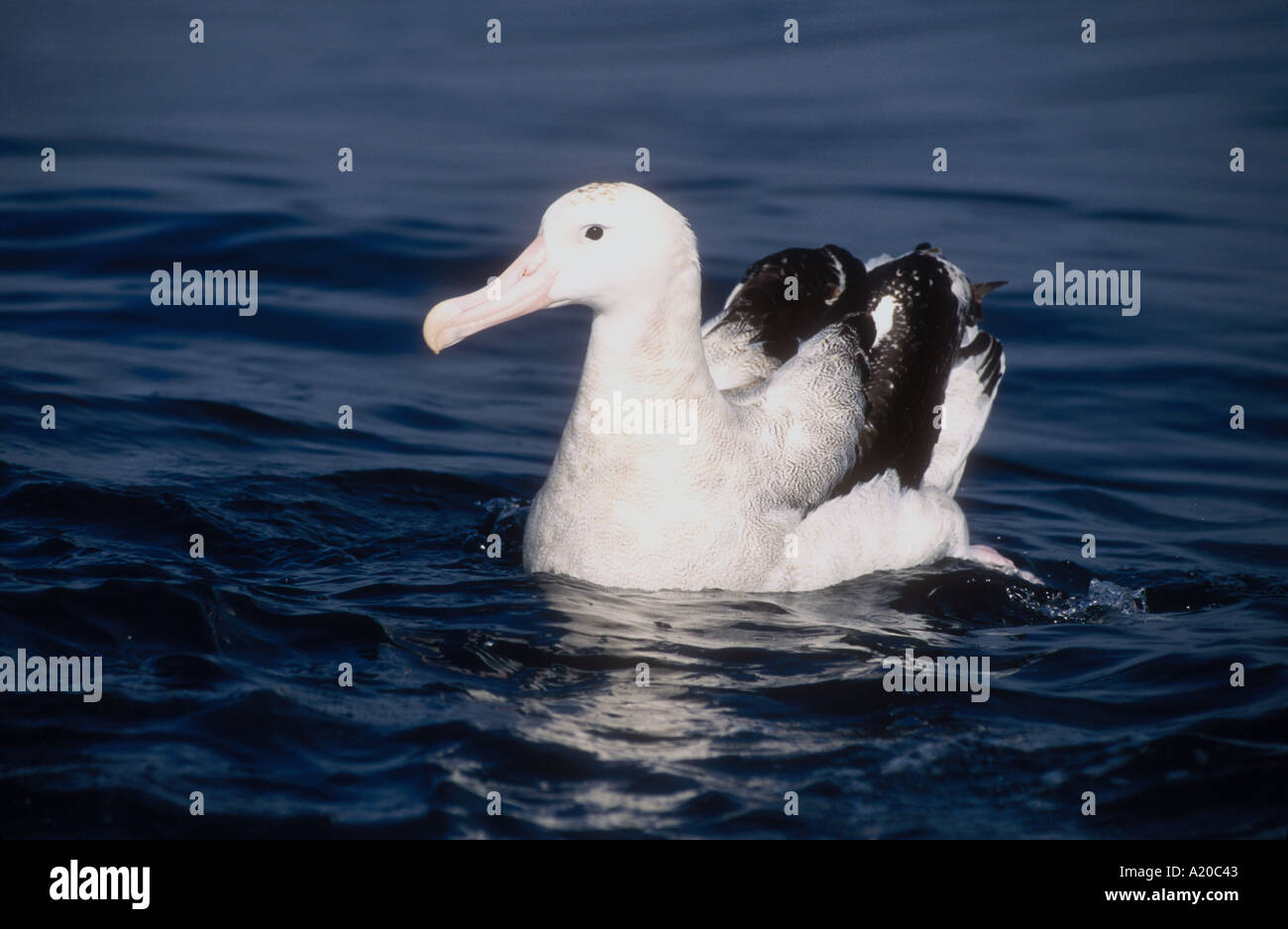 Ancient mariner albatross hi-res stock photography and images - Alamy