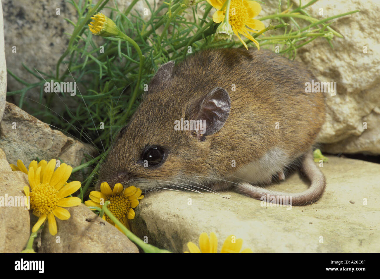 Missouri mouse hi-res stock photography and images - Alamy