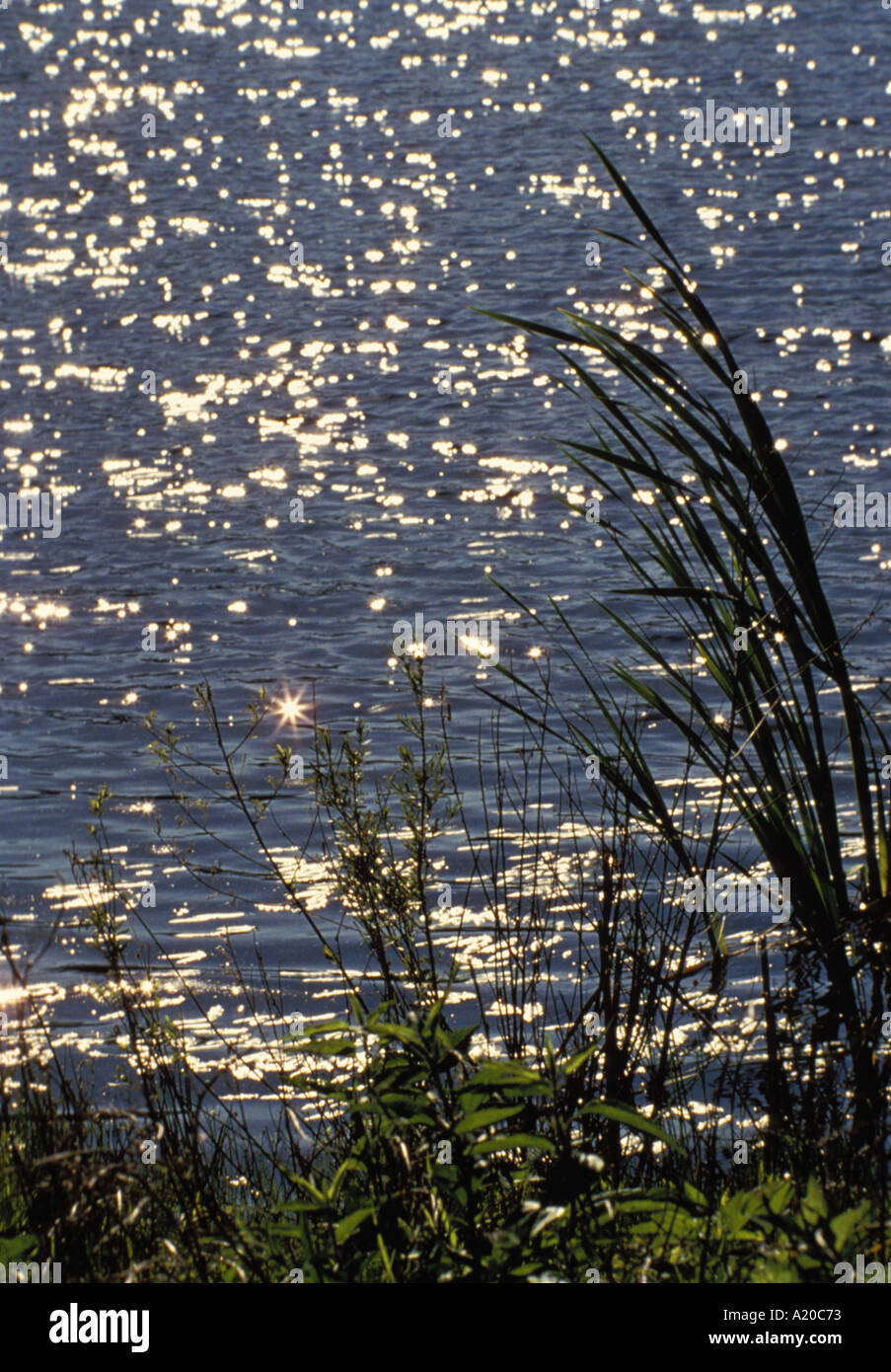 Sunlight shines brightly on the water in summer lake and the tall ...