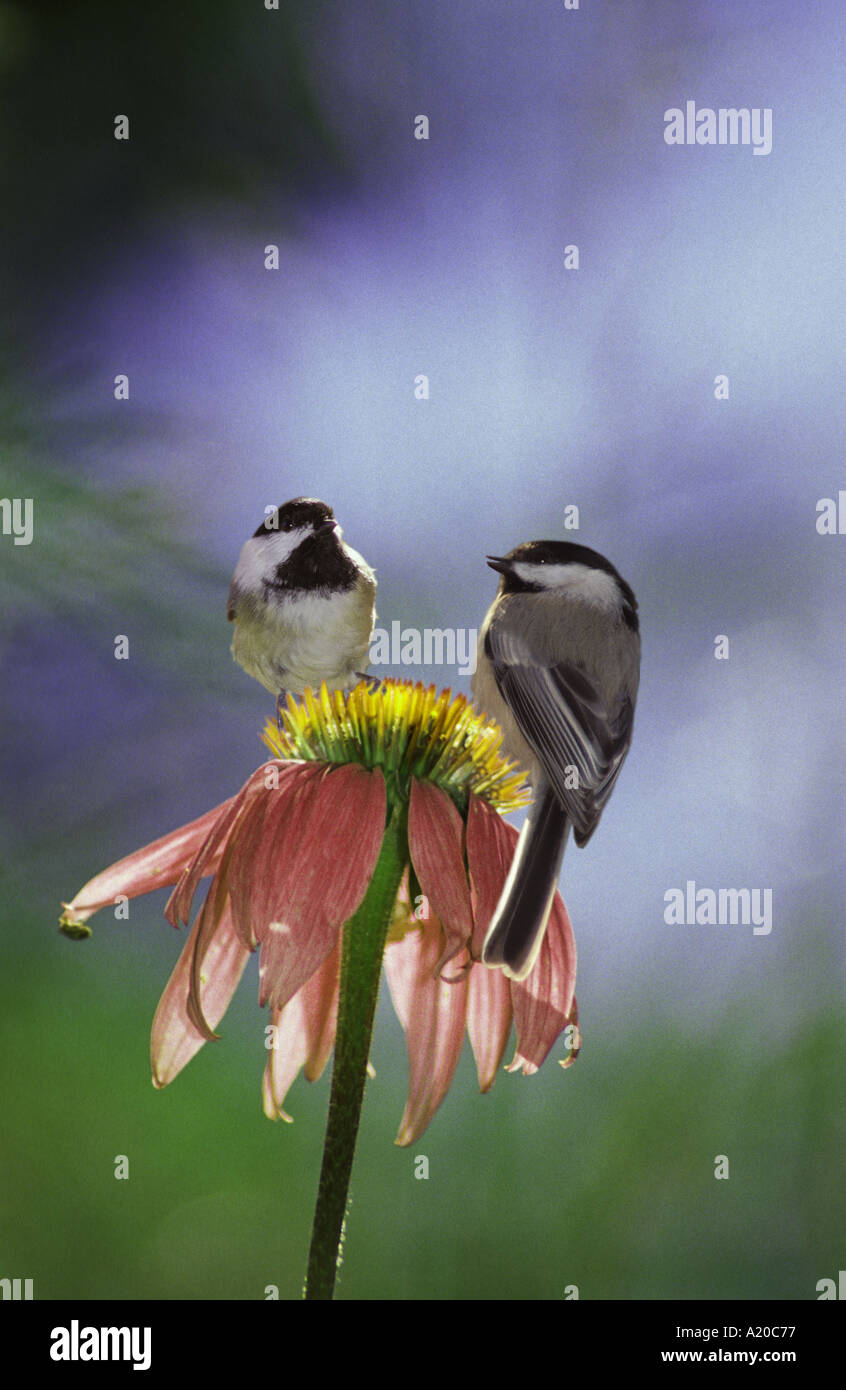 Two adorable chickadees birds side by side together on Coneflower ...