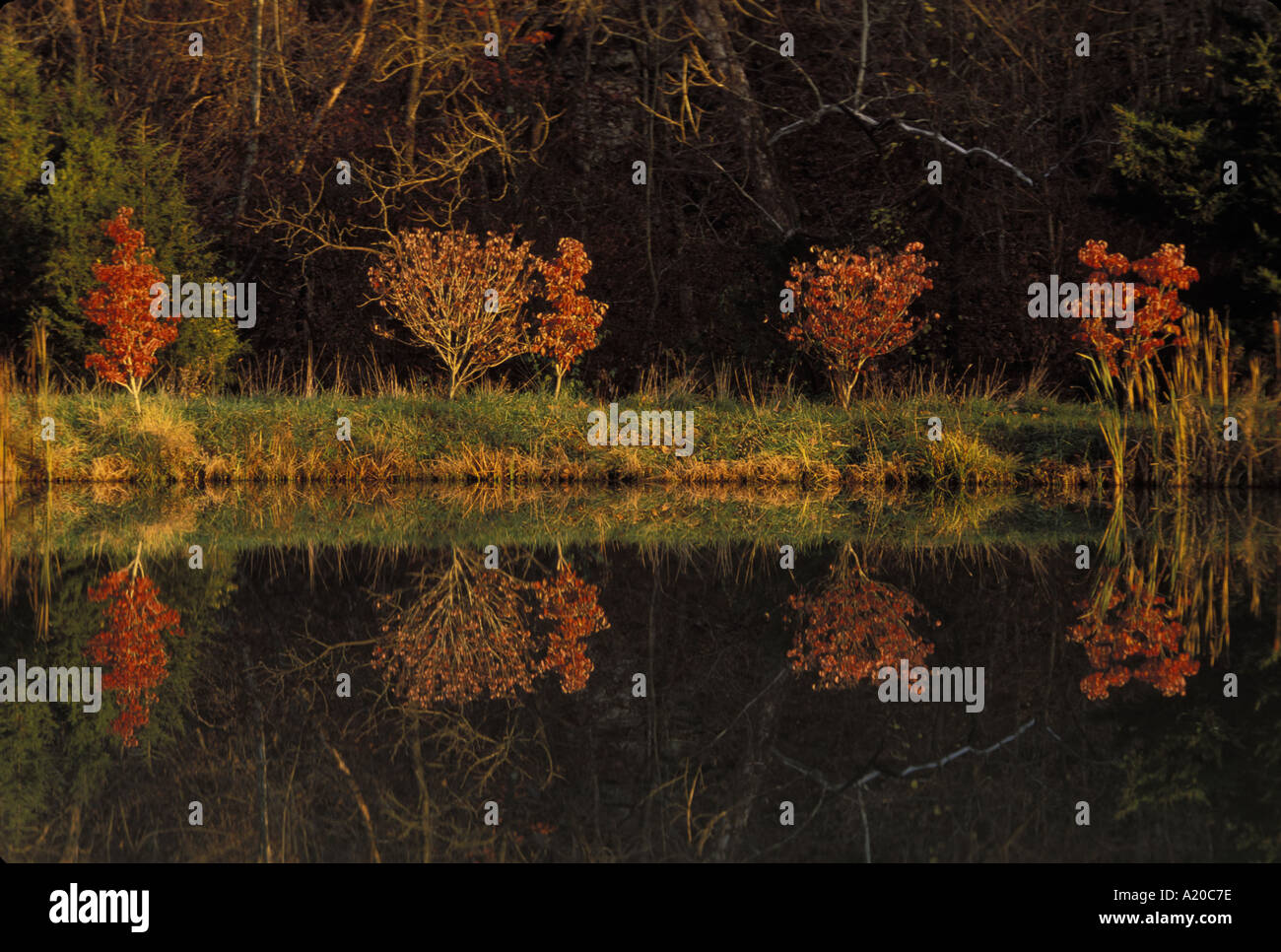 Fall colored dogwood trees reflected in lake, Missouri USA Stock Photo ...