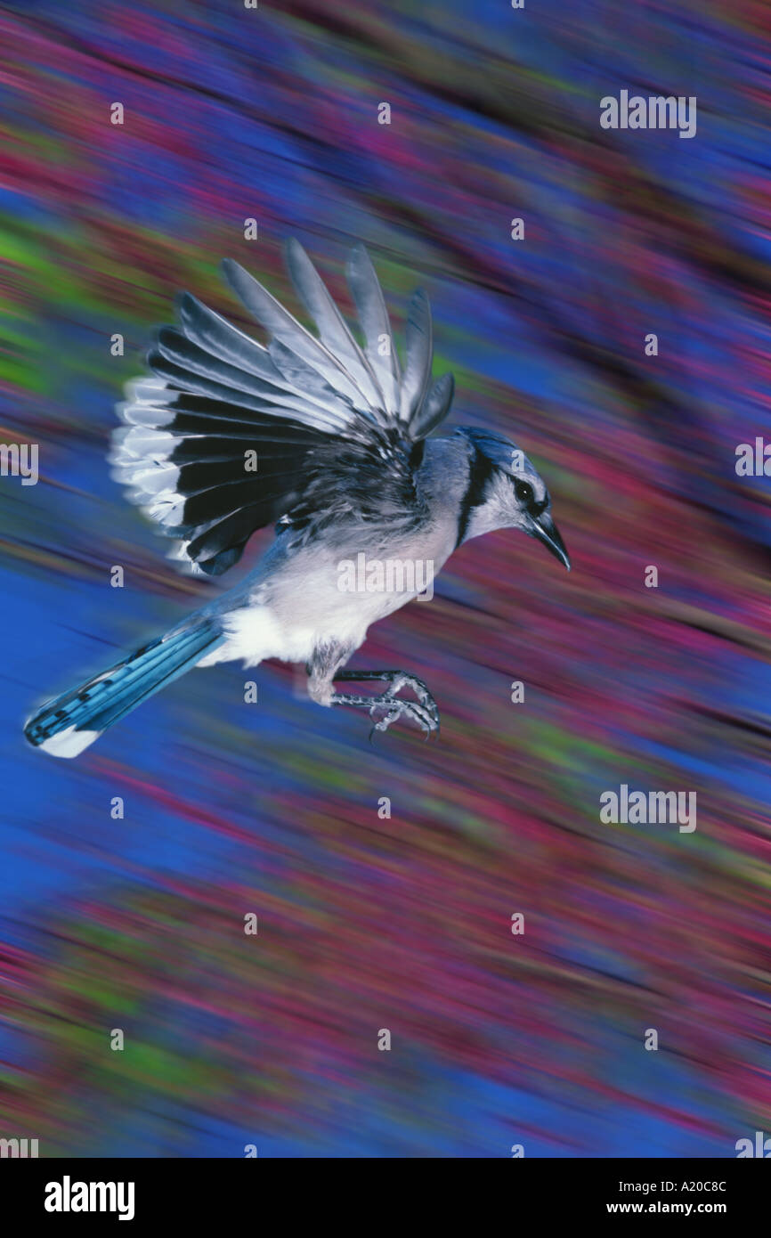 Blue jay flying hi-res stock photography and images - Alamy