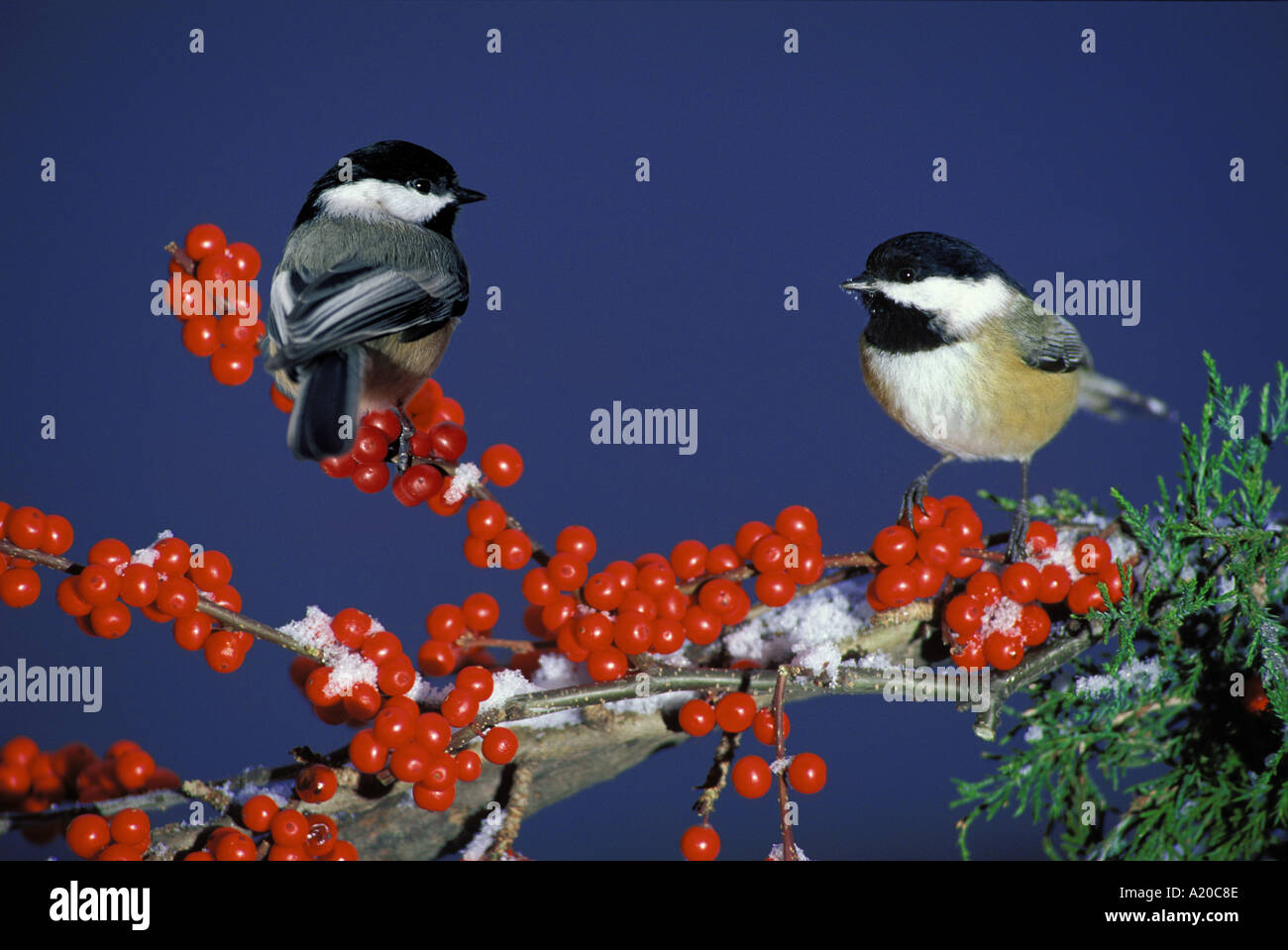 Chickadees In Snow