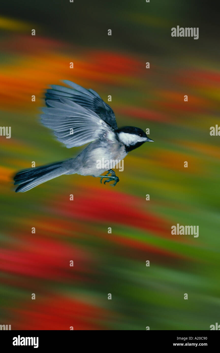 Busy cute little Black Capped Chickadee, Poecile atricapillus, caught ...