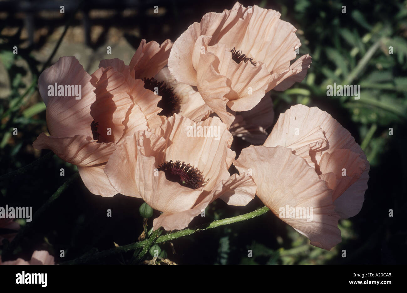 Helen elizabeth poppy hi-res stock photography and images - Alamy
