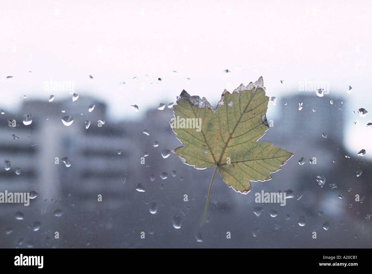 Autumn window pane hi-res stock photography and images - Alamy
