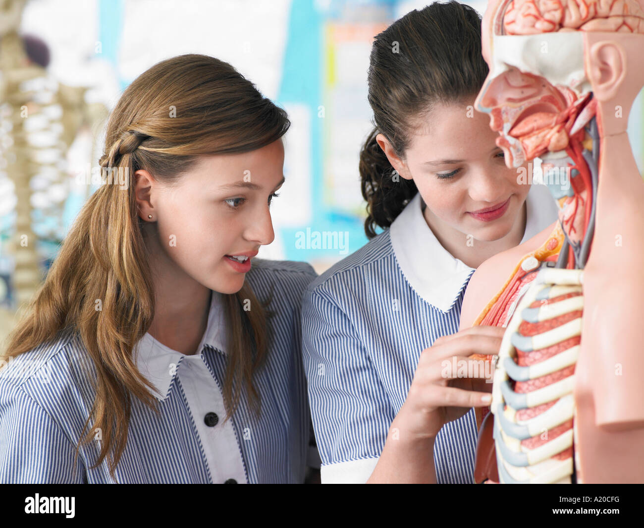 Two high school students examining part of anatomical model in ...