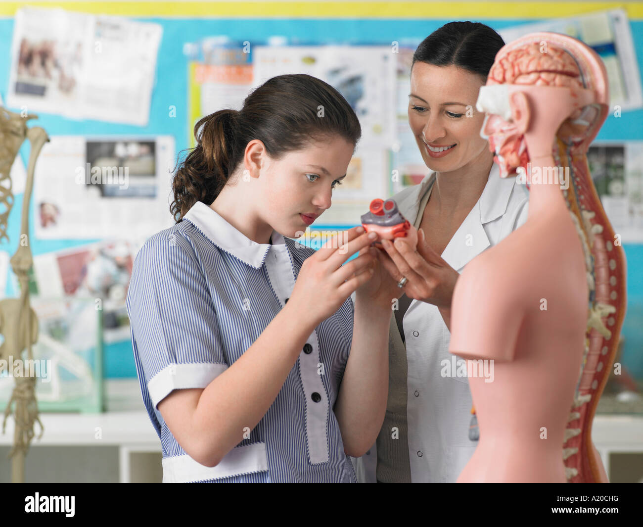 teacher with student examining part of anatomical model in classroom ...